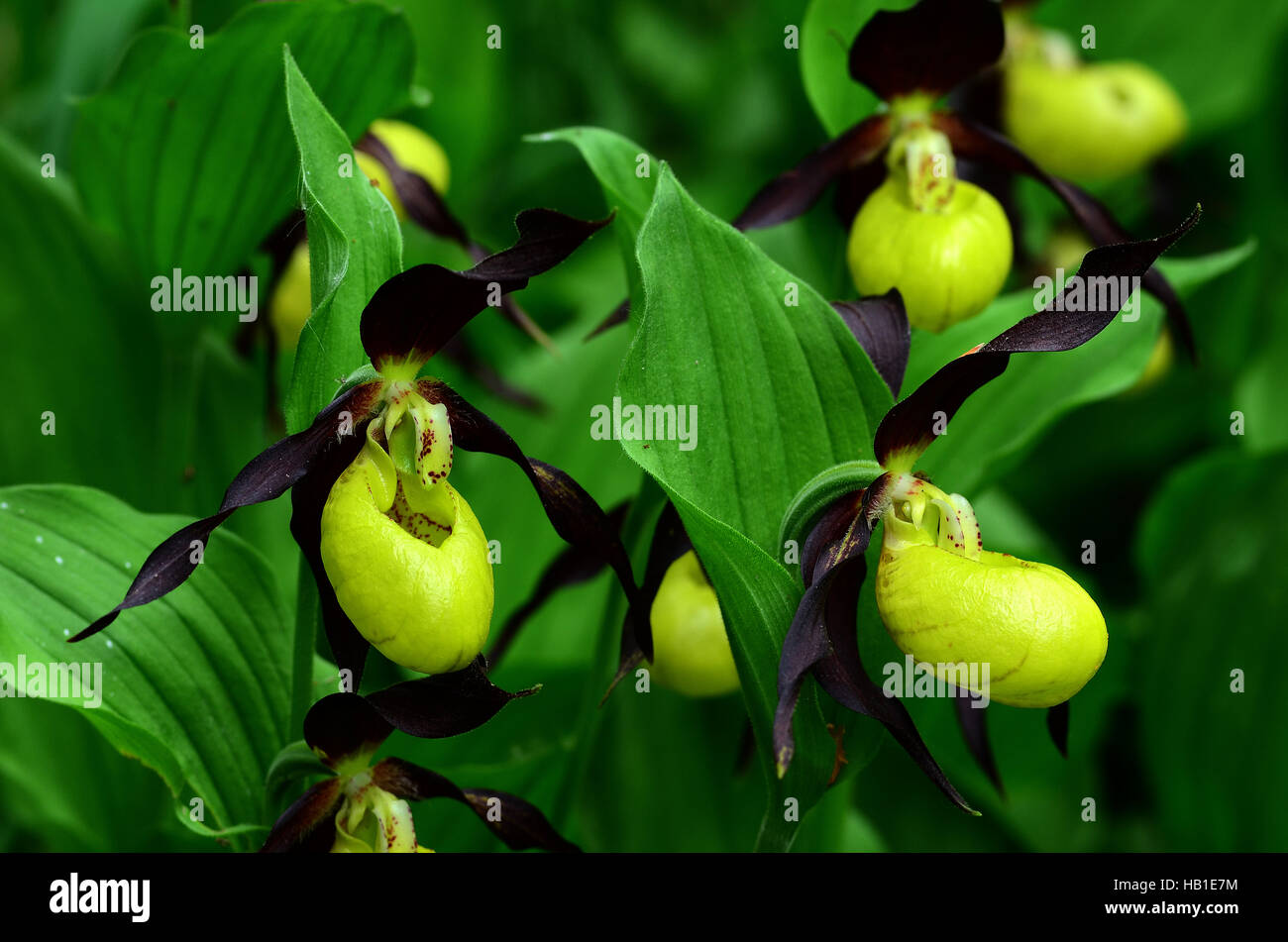 lady's slipper orchid; orchid; flower Stock Photo - Alamy