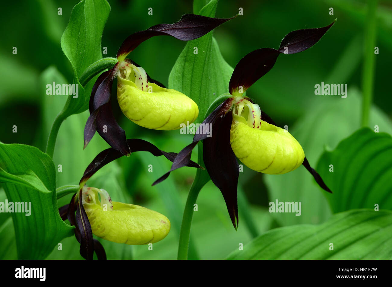 lady's slipper orchid; orchid; flower Stock Photo - Alamy