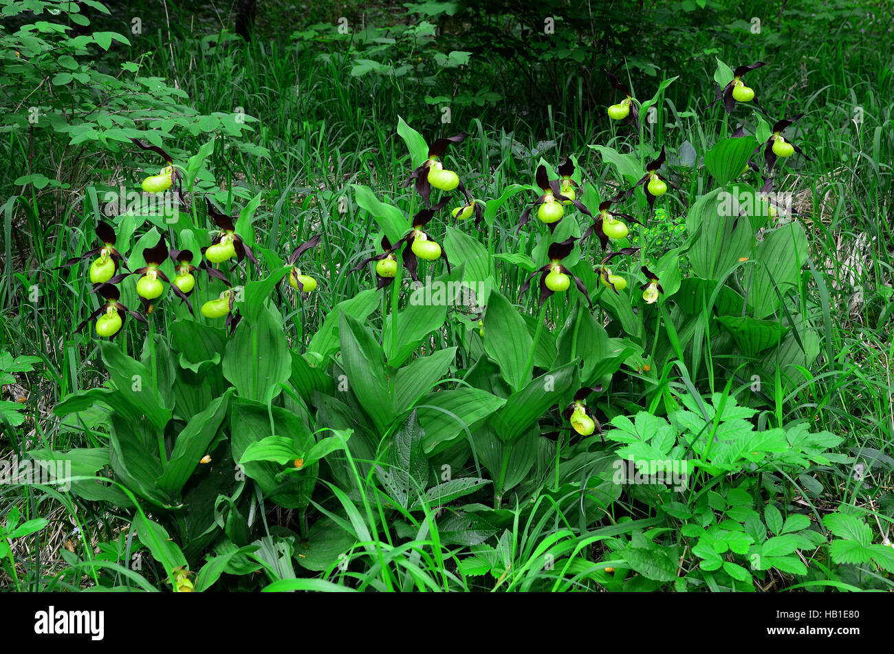 lady's slipper orchid; orchid; flower Stock Photo - Alamy