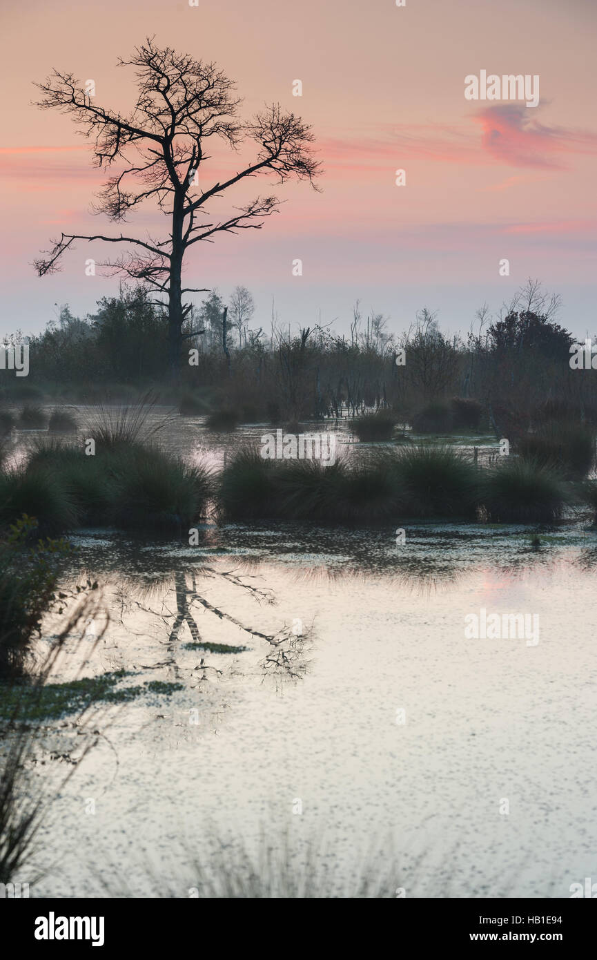 Marsh in Germany Stock Photo - Alamy