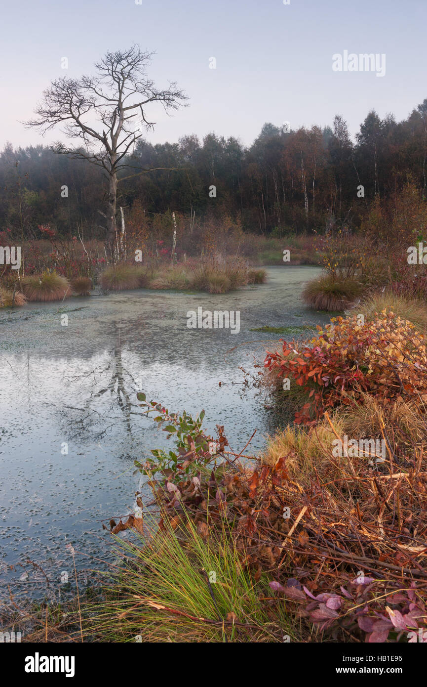 Marsh in Germany Stock Photo - Alamy