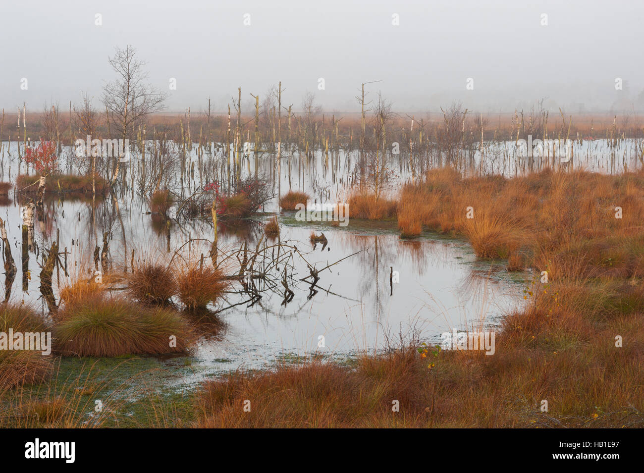 Marsh in Germany Stock Photo - Alamy