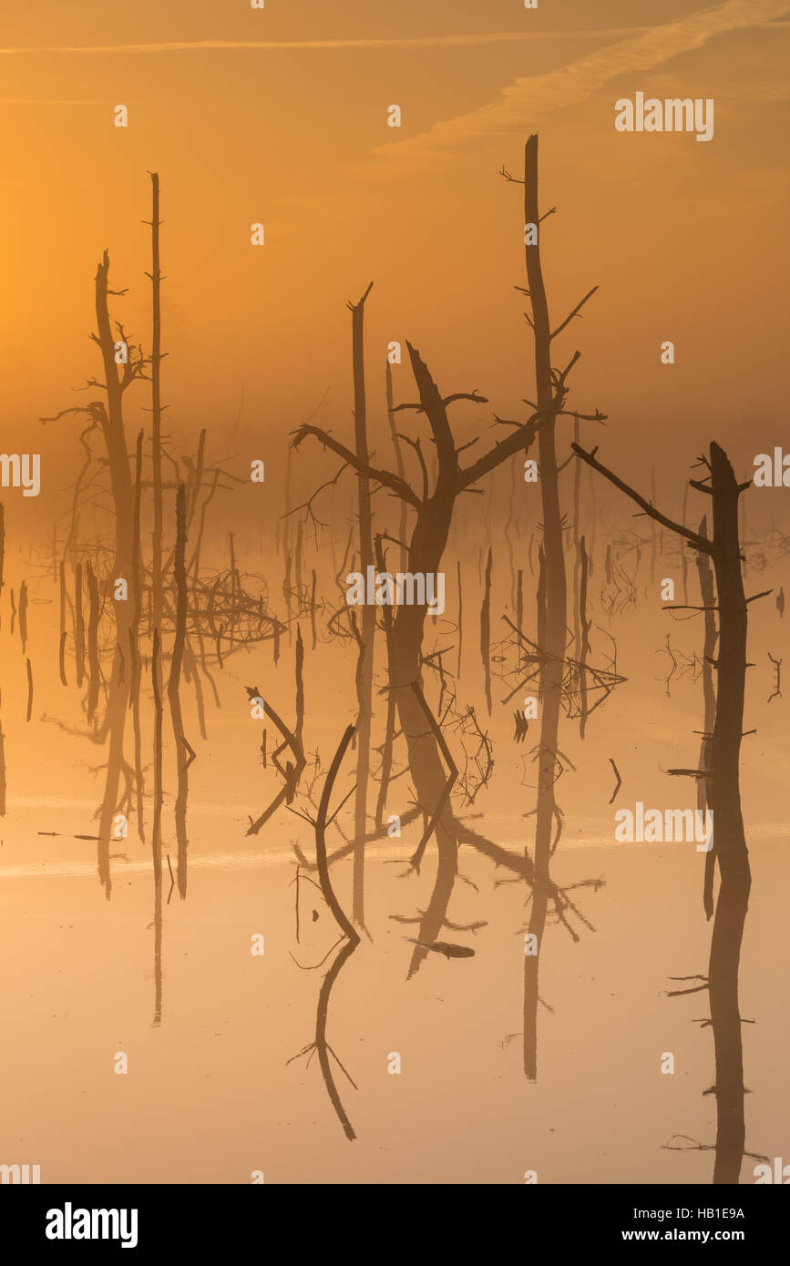 Marsh in Germany Stock Photo - Alamy