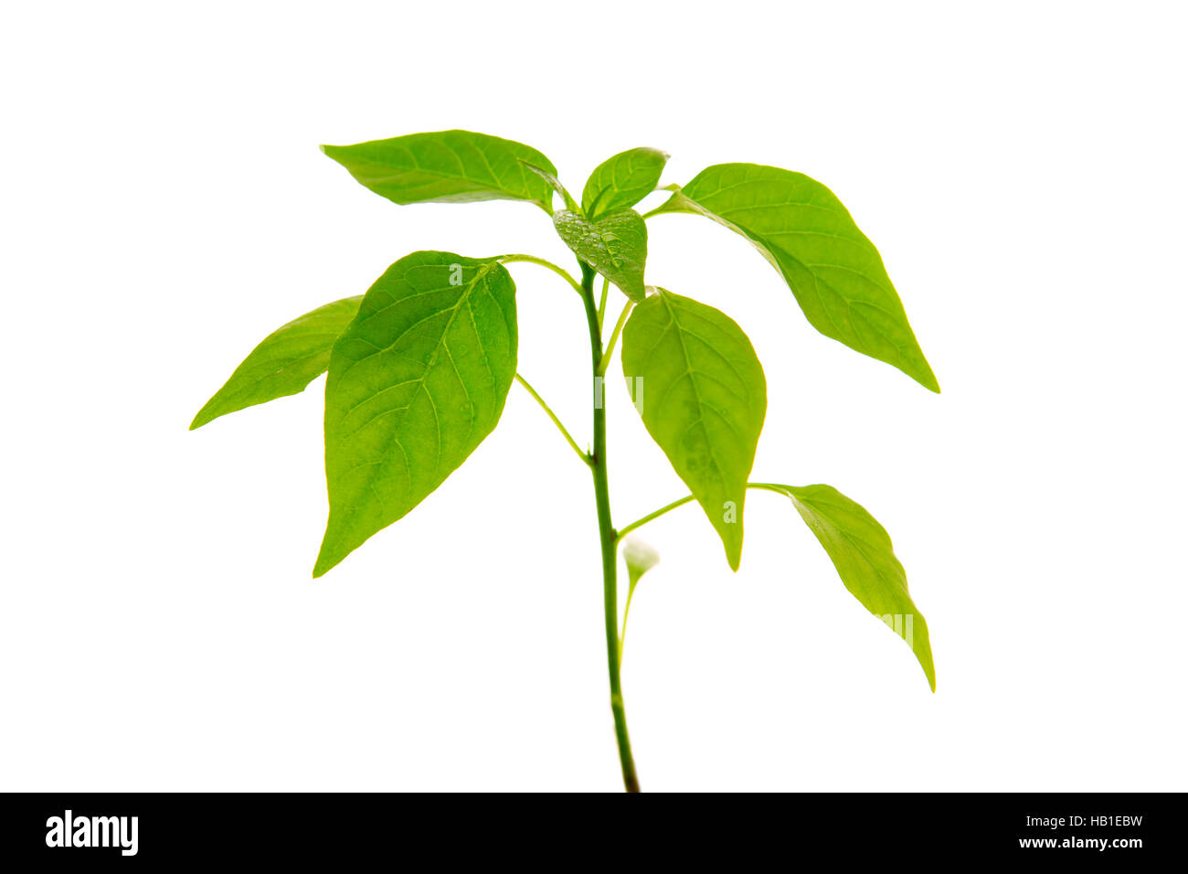 Pepper plant isolated Stock Photo - Alamy