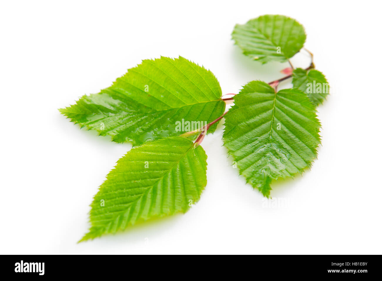Fresh Green Leaves isolated Stock Photo - Alamy