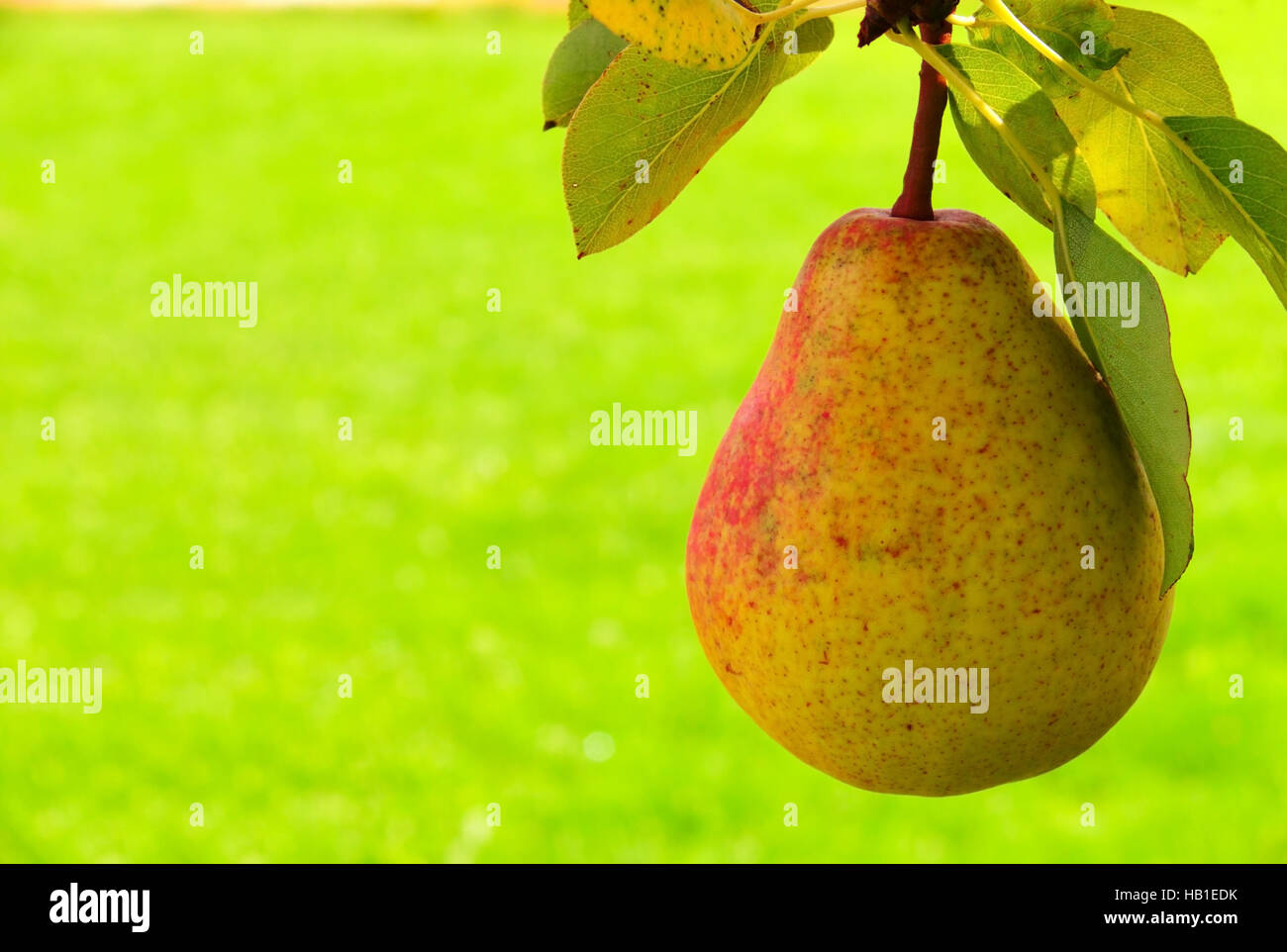 Fresh pear Stock Photo - Alamy