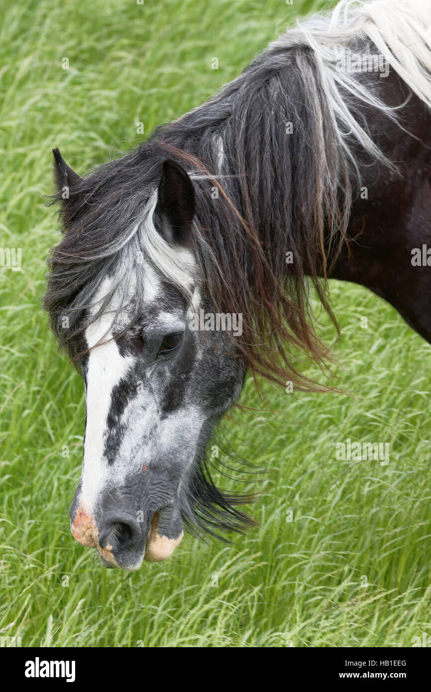 Portrait of Tinker Stock Photo - Alamy