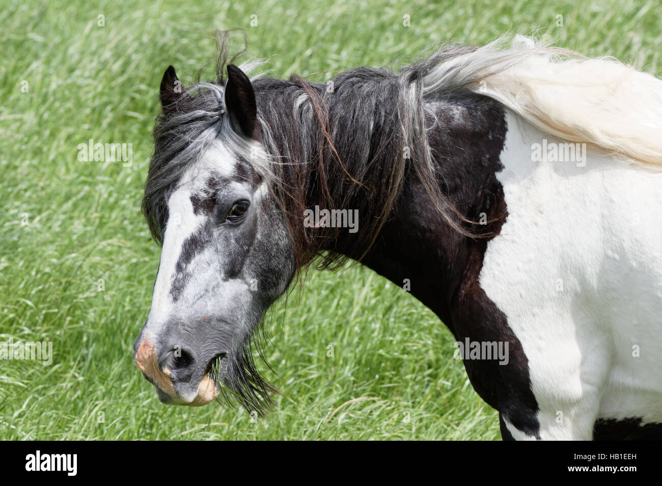 Portrait of Tinker Stock Photo - Alamy