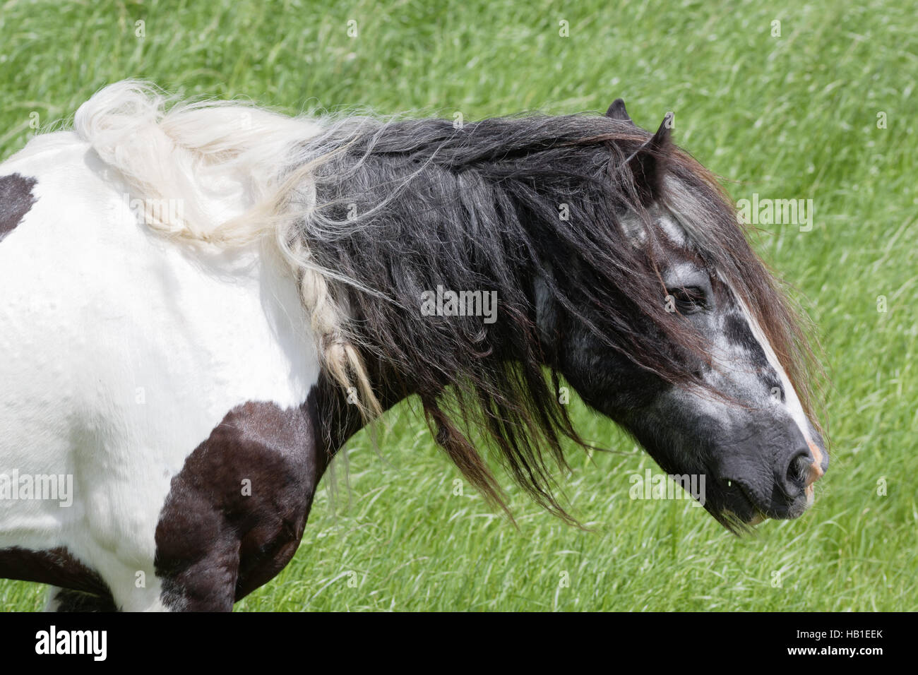 Portrait of Tinker Stock Photo - Alamy