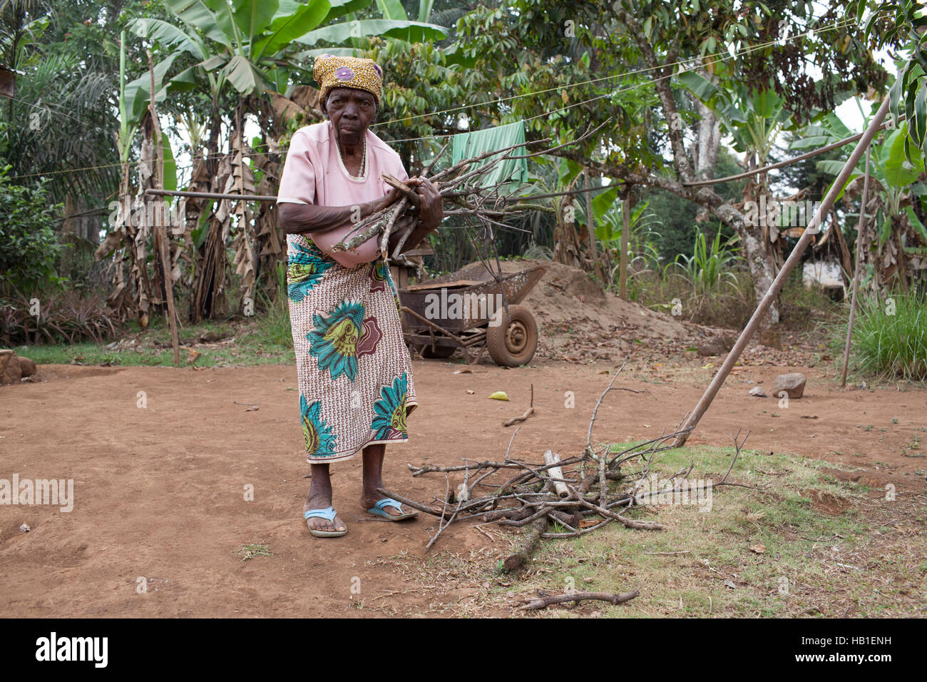 Elderly Black African women collecting wood for fire in rural Cameroon ...