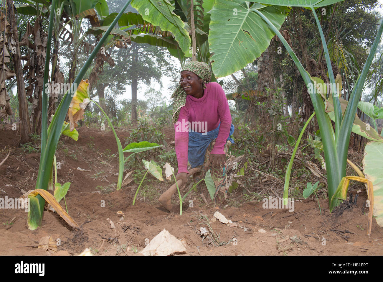 Black African woman farming the land in rural Cameroon West Africa ...