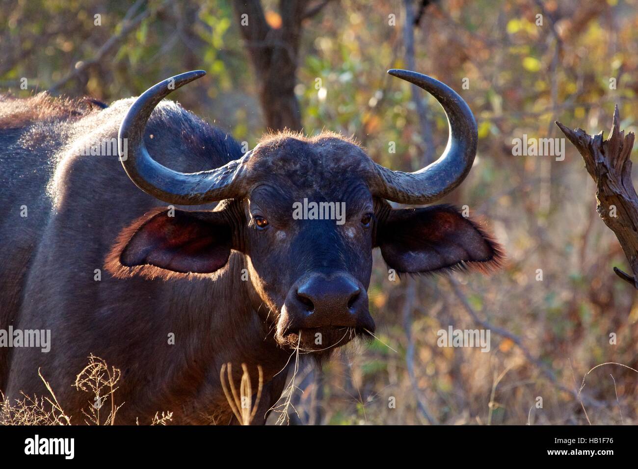 On a head of a african buffalo hi-res stock photography and images - Alamy