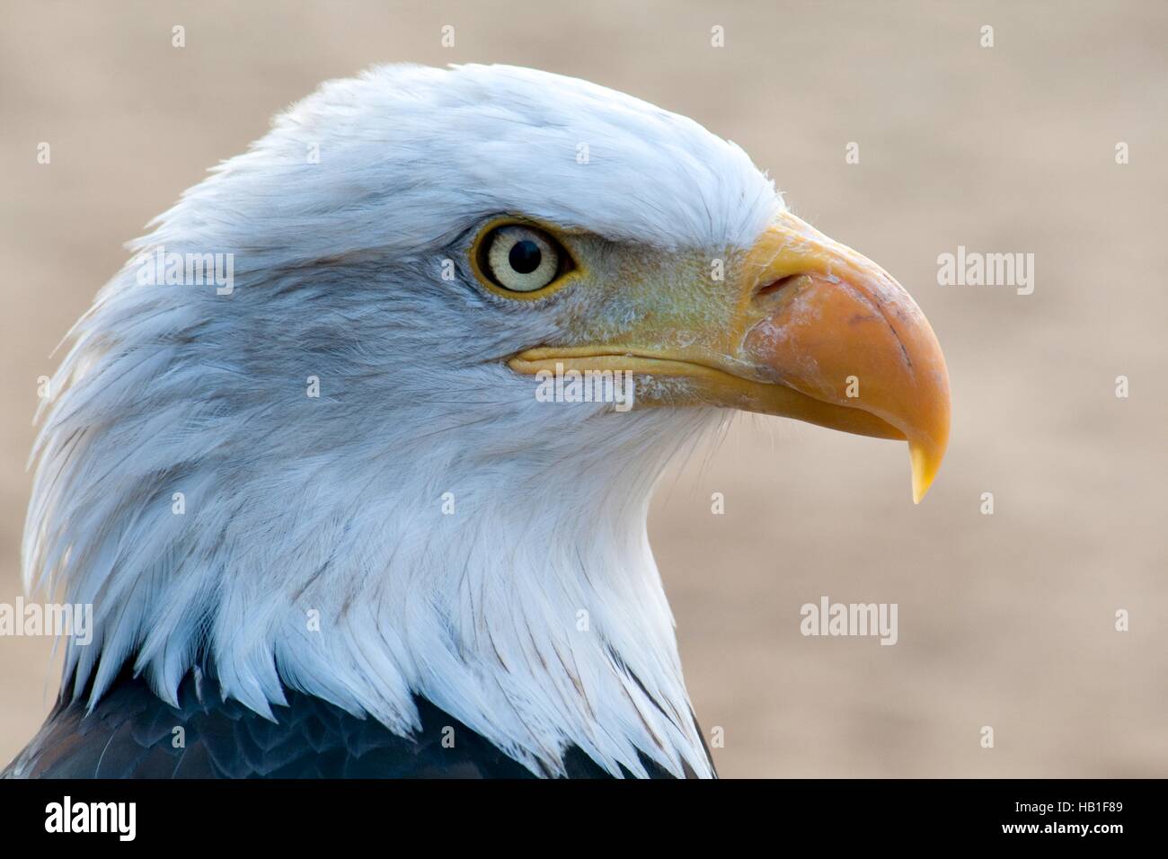 American eagle hi-res stock photography and images - Alamy