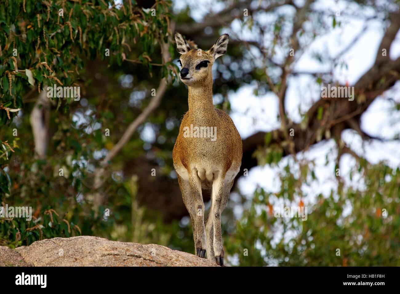 Klipspringer on the rocks Stock Photo - Alamy