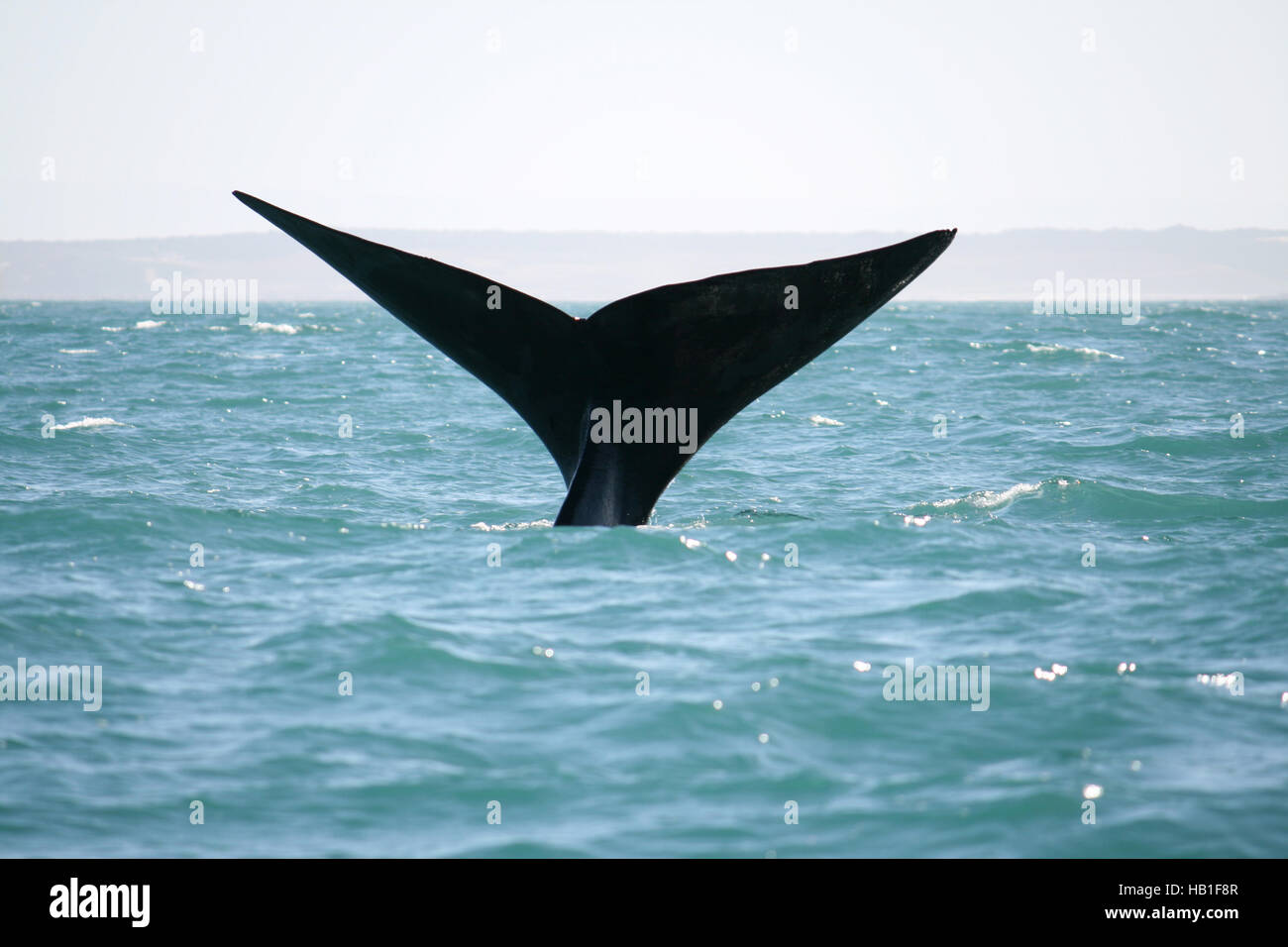 Blue whale tail hi-res stock photography and images - Alamy