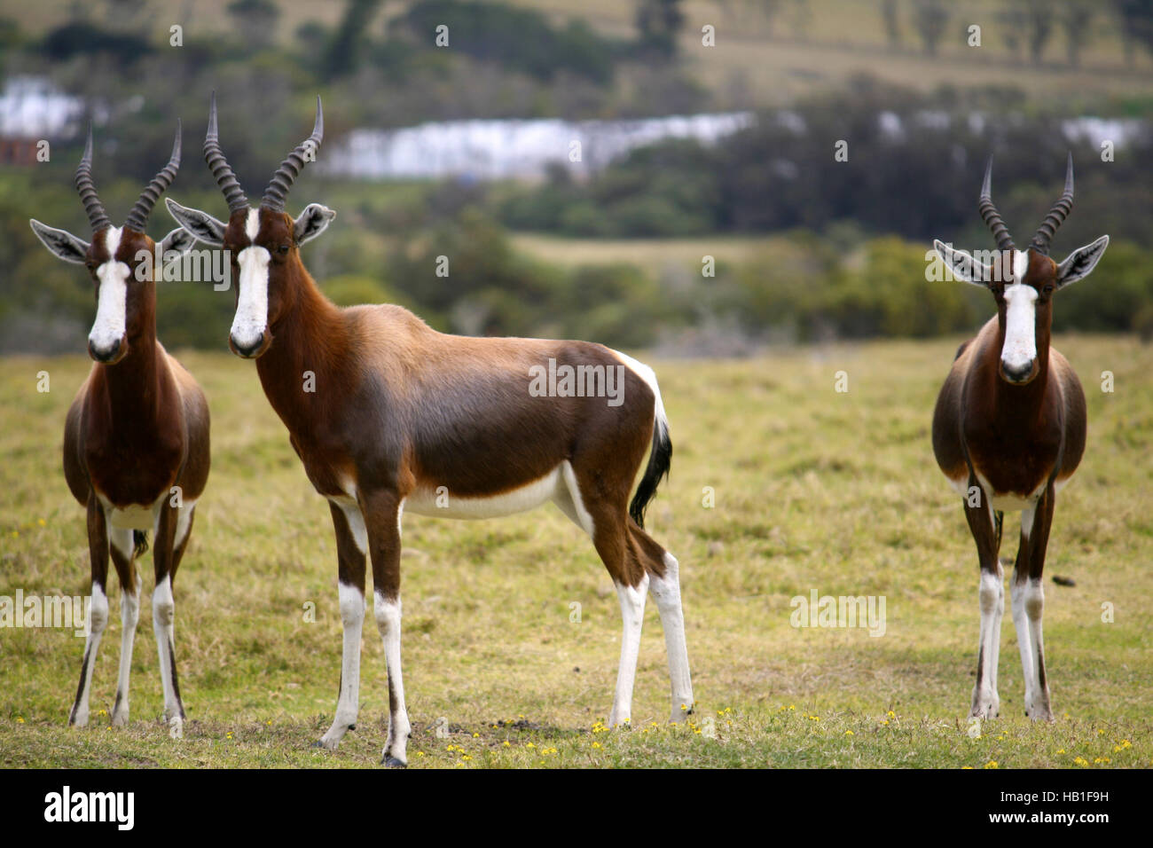 Three bontebok in South Africa Stock Photo - Alamy