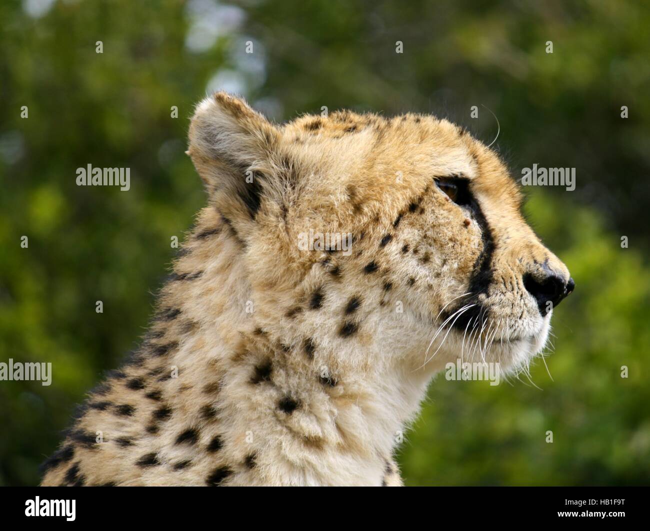 Close-up of a cheetah Stock Photo - Alamy