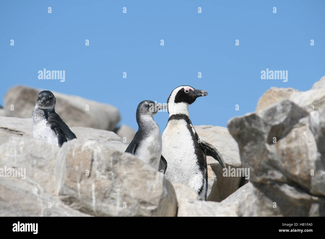 Penguin rock hi-res stock photography and images - Alamy