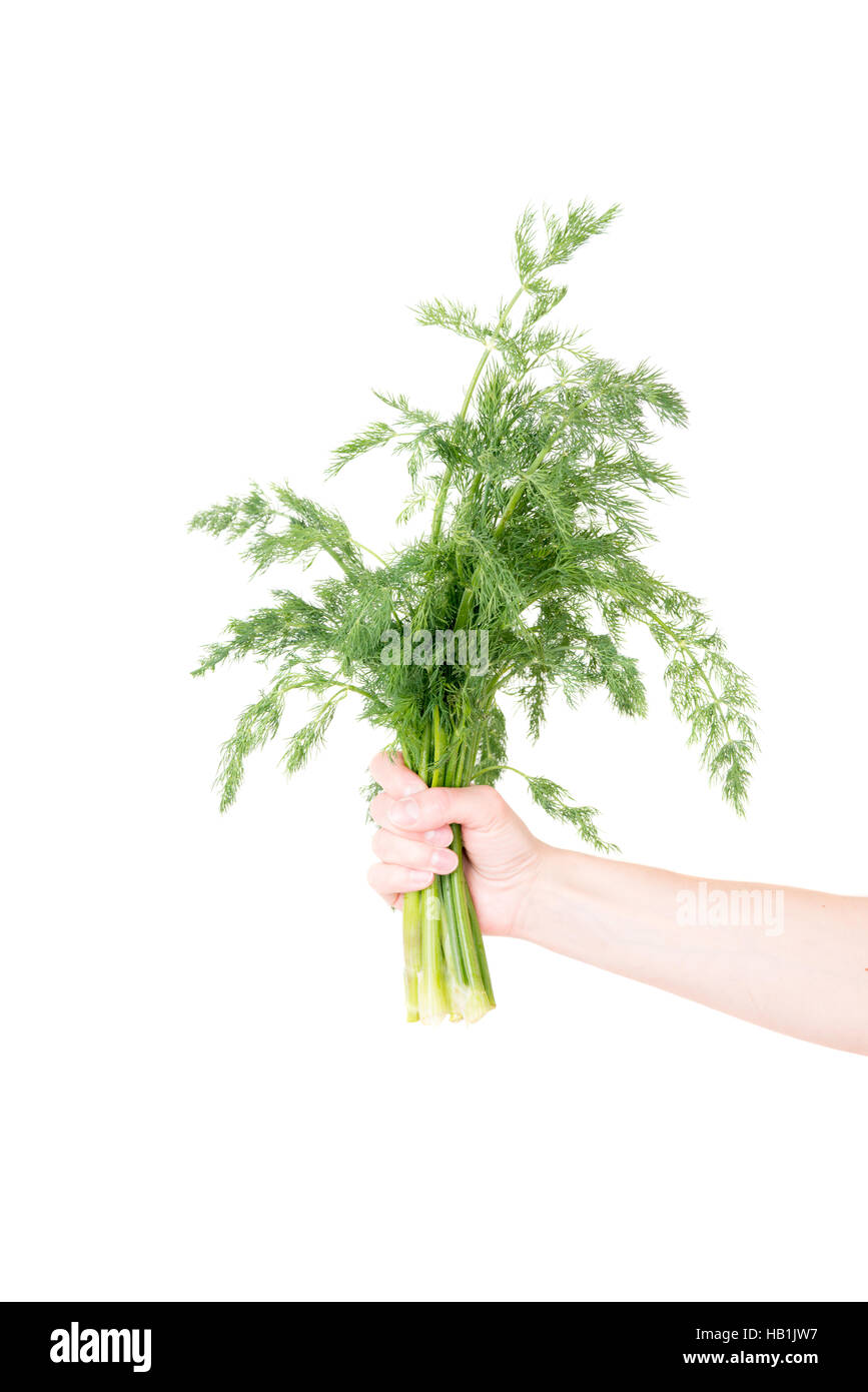 Dill isolated in human hand Stock Photo - Alamy