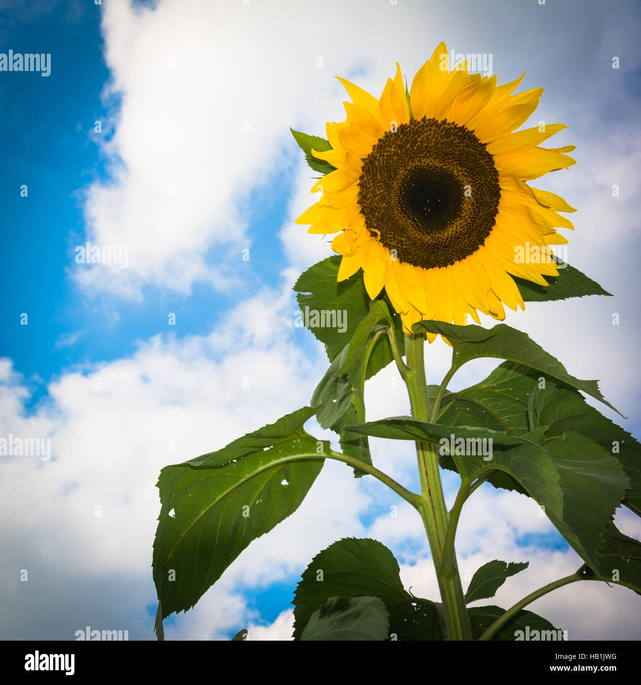 sunflower in september Stock Photo - Alamy