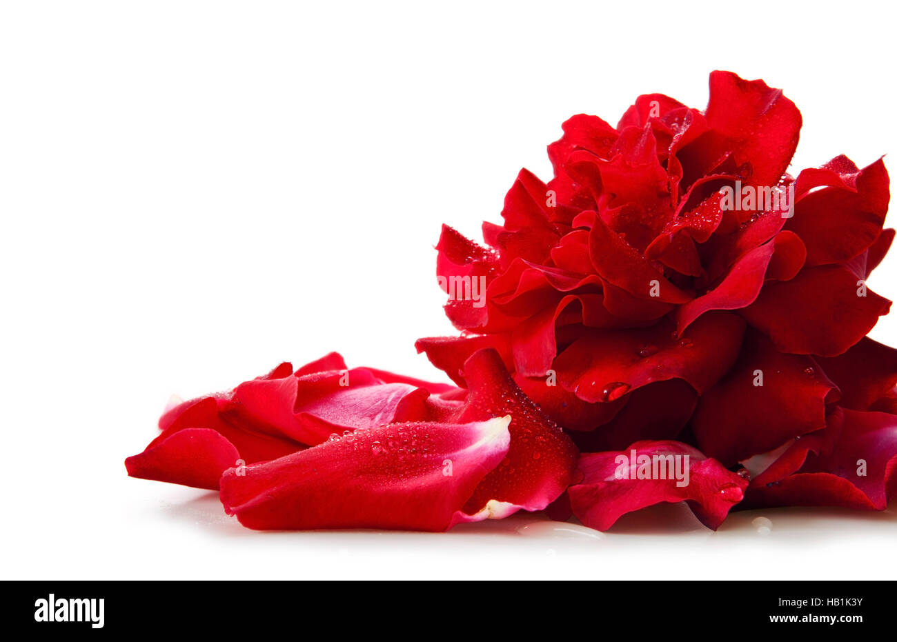 Red rose isolated on white background Stock Photo - Alamy