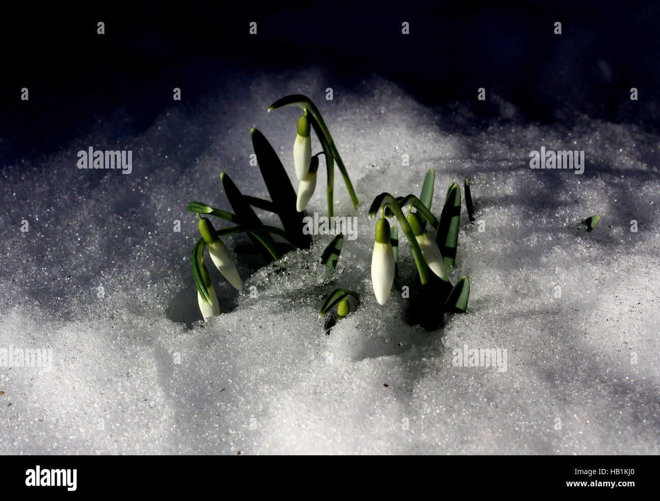 Snowdrops in snow galanthus hi-res stock photography and images - Alamy