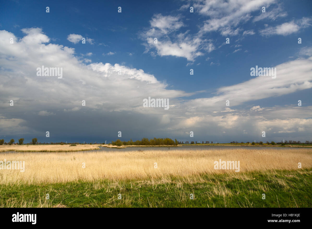Waterfowl in habitat hi-res stock photography and images - Alamy