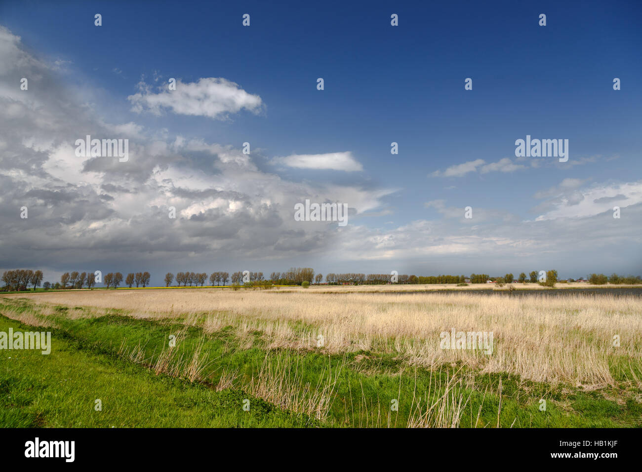 Waterfowl in habitat hi-res stock photography and images - Alamy