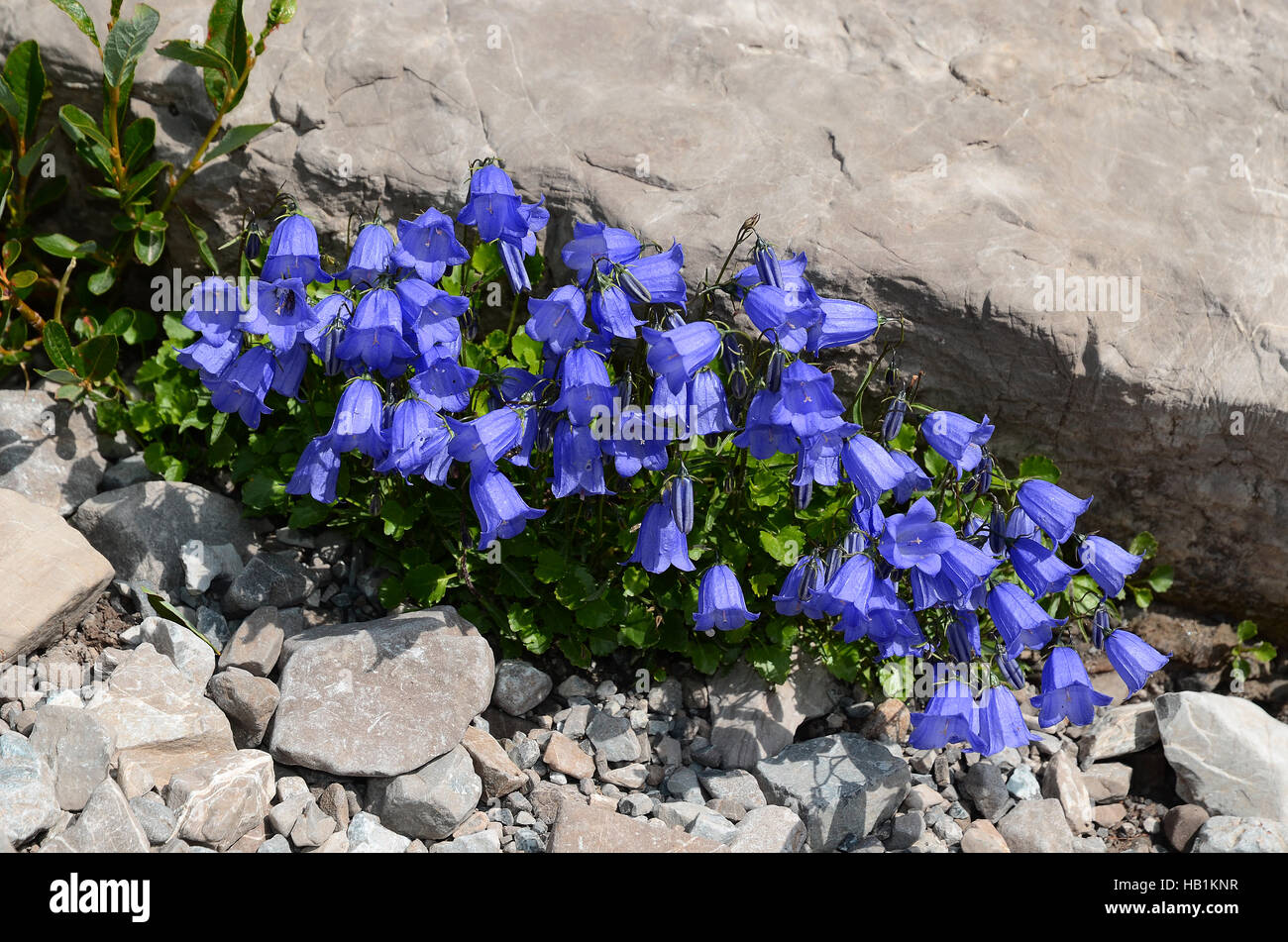 bellflower, bluebell, flower, blossom Stock Photo - Alamy