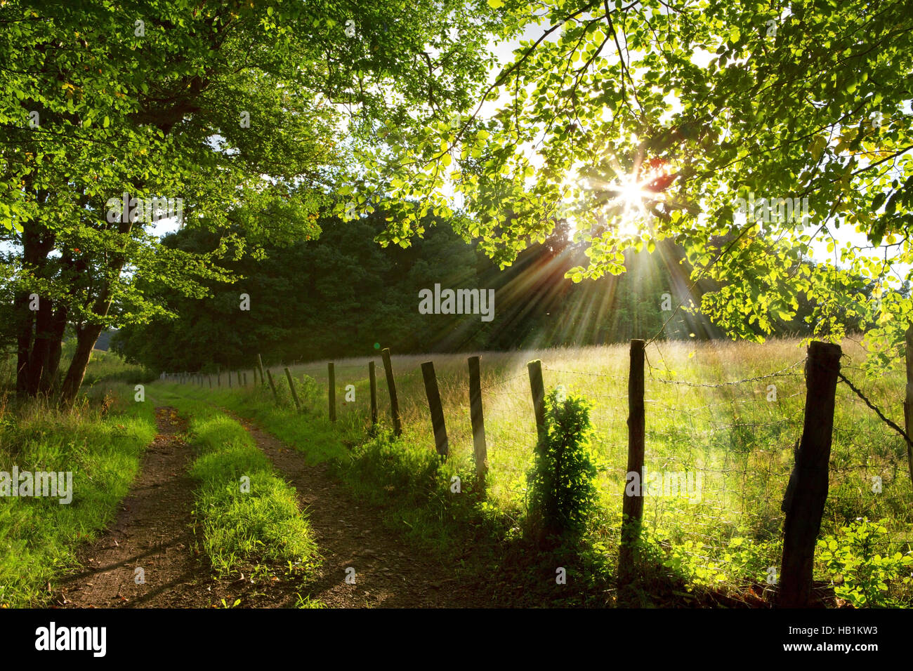 Forest with Sun Rays, Shadows and Fog Stock Photo - Alamy