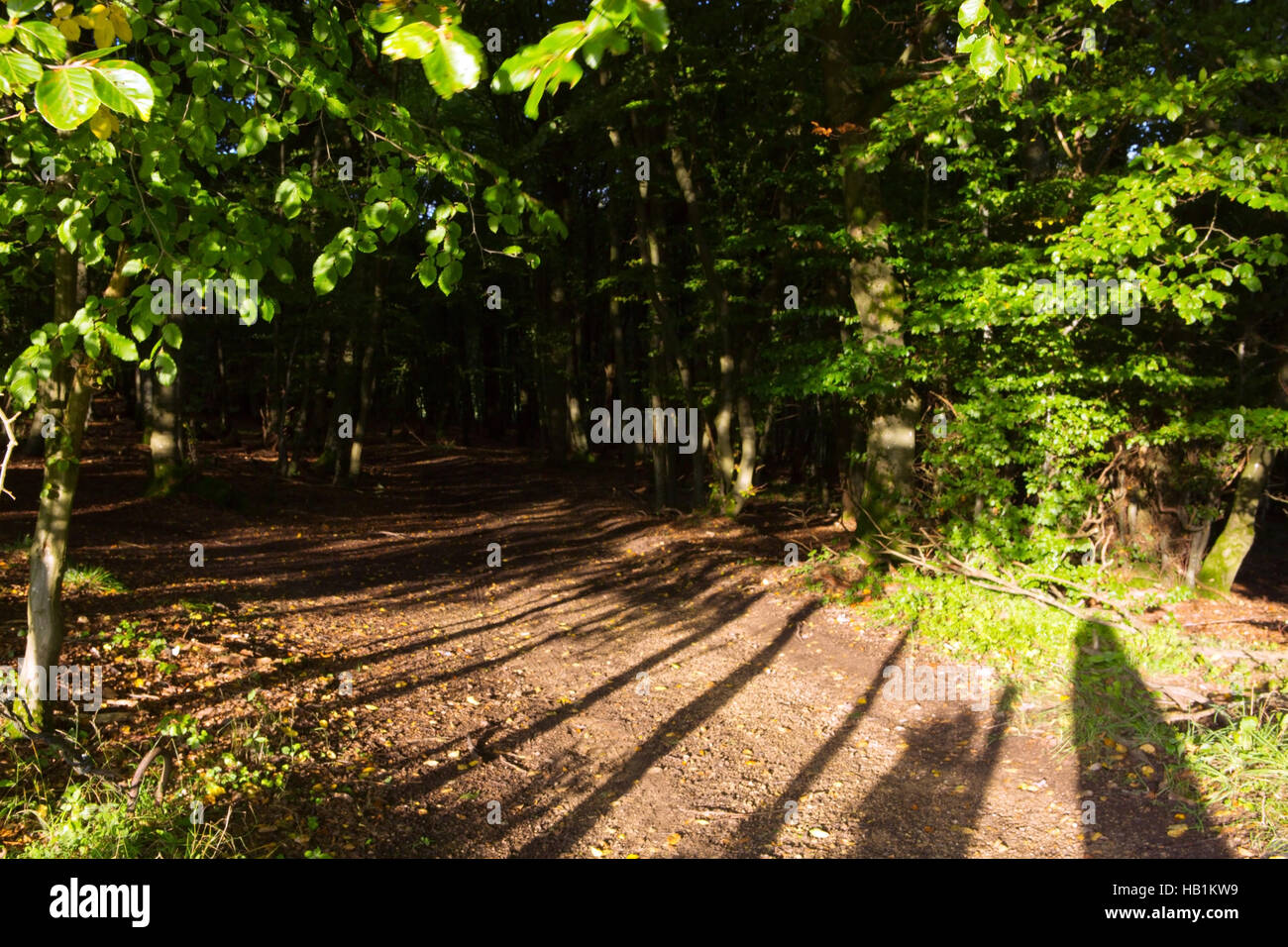 Forest with Sun Rays, Shadows and Fog Stock Photo - Alamy