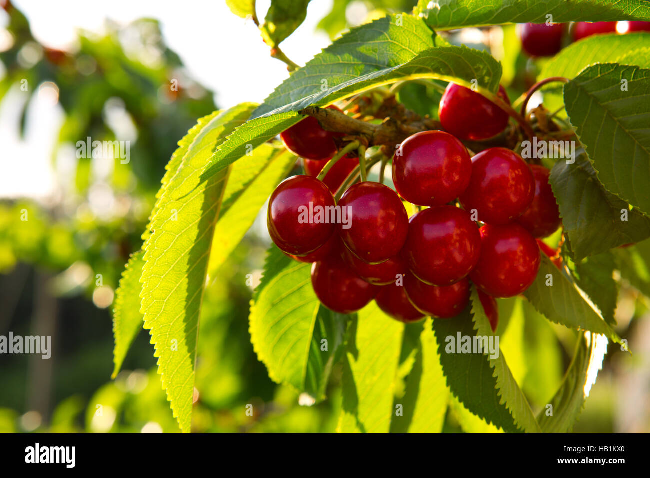 Cherries hanging on a cherry tree branch Stock Photo - Alamy