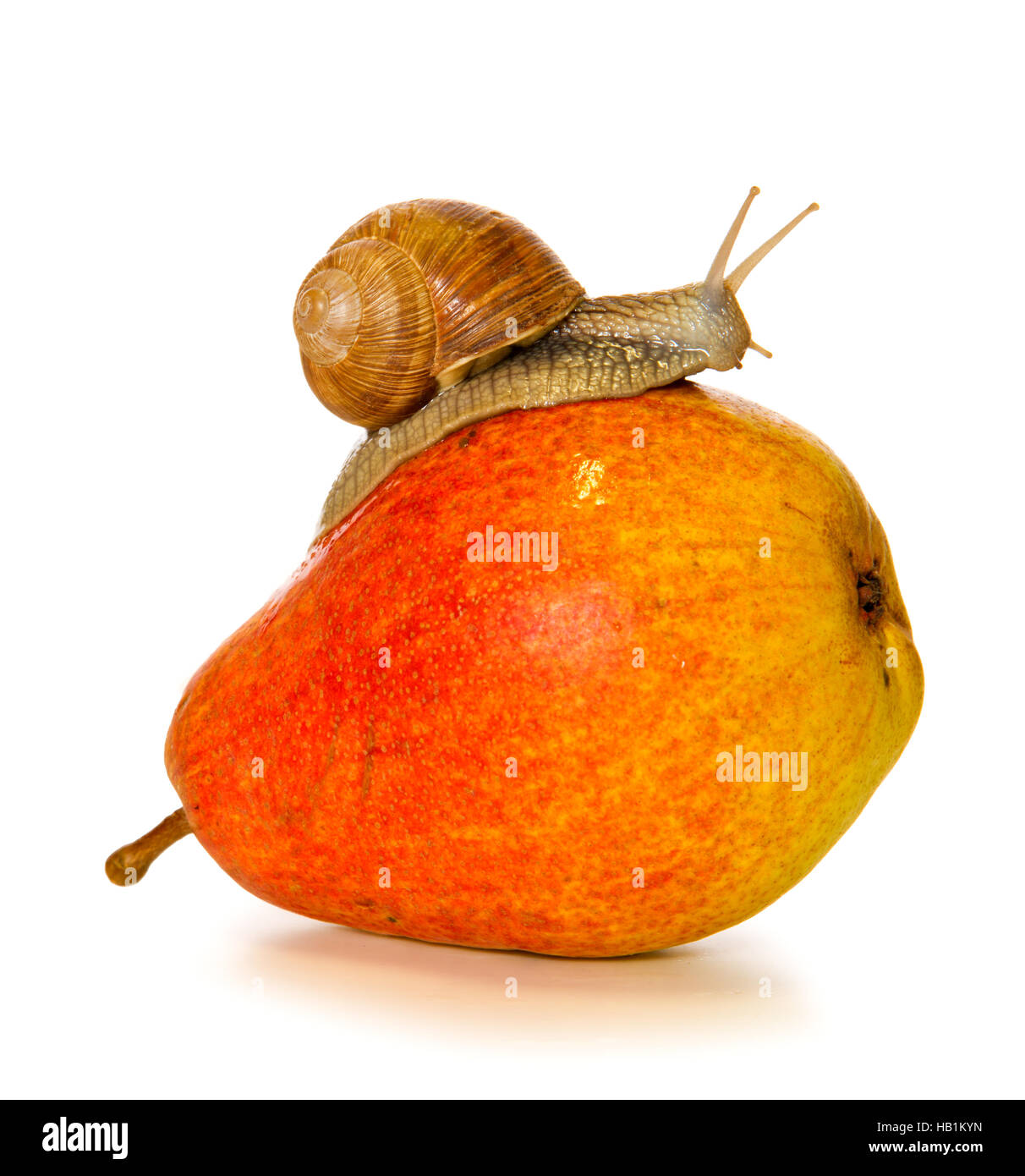 Closeup cute snail on hi-res stock photography and images - Alamy
