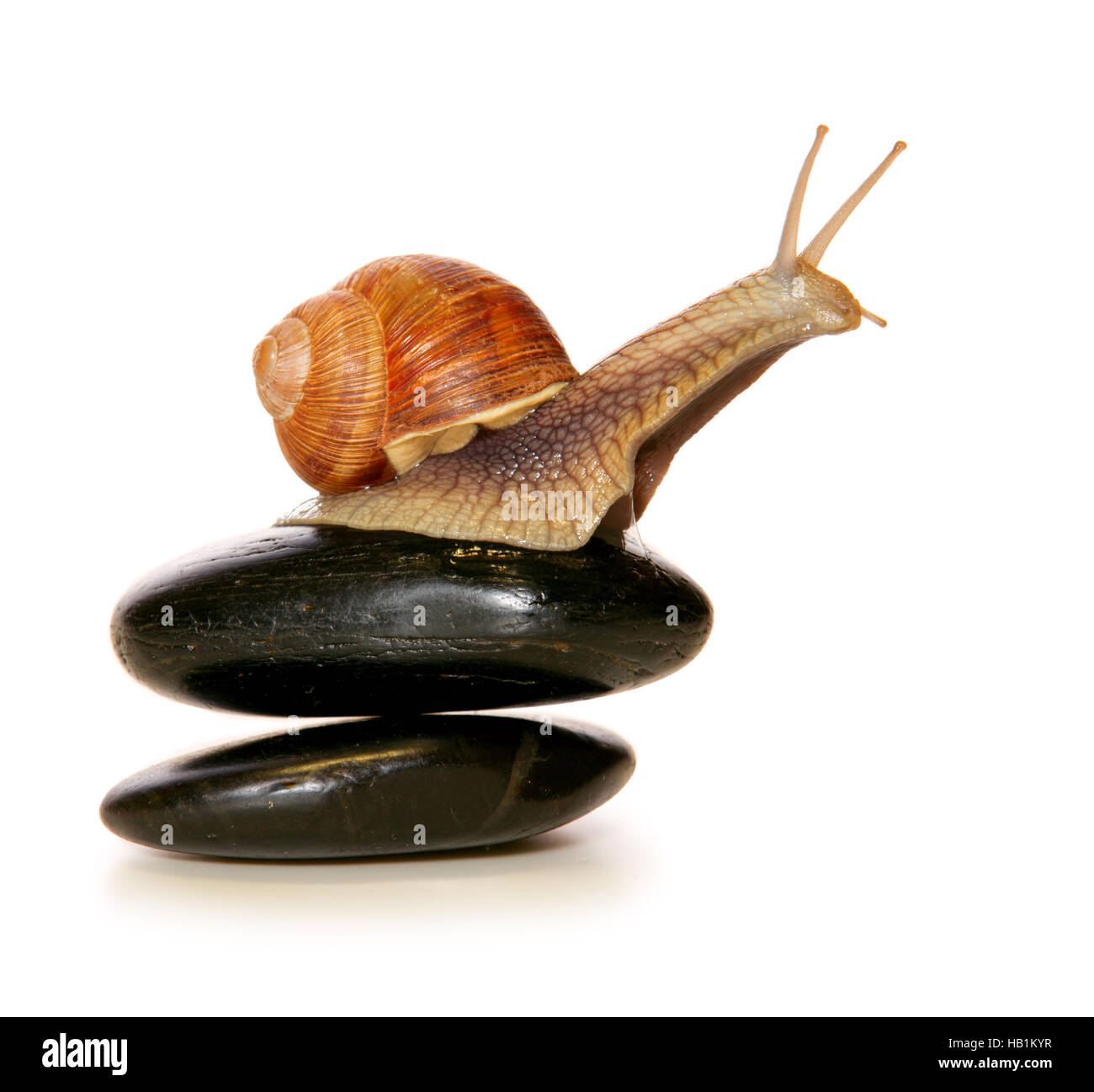 Snail on spa stone isolated on white Stock Photo - Alamy