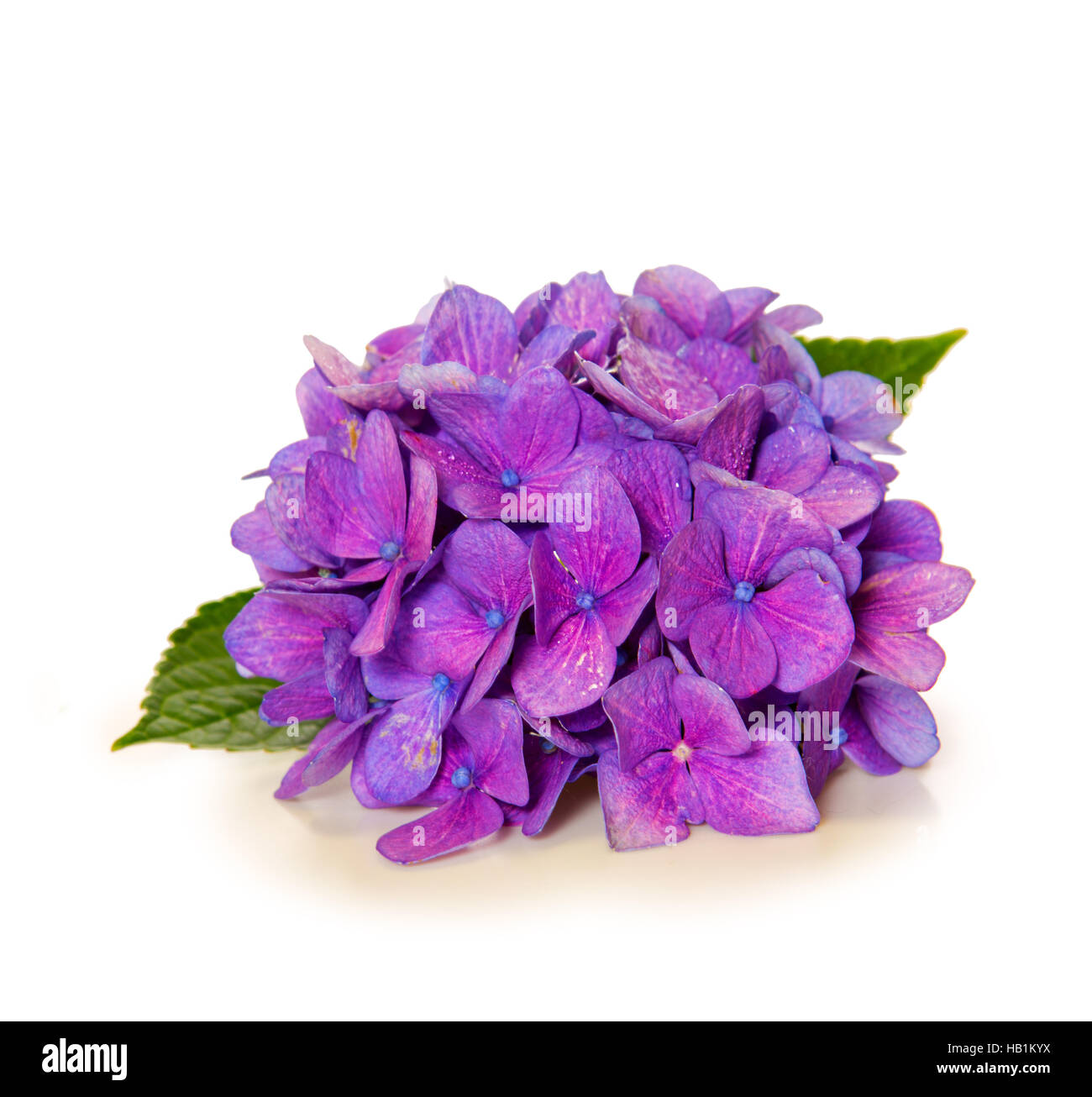 Violet hydrangea flower isolated Stock Photo - Alamy