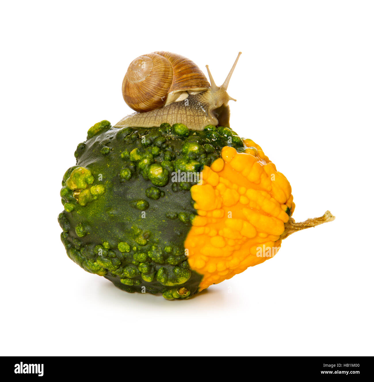 Snail crawling on pumpkin hi-res stock photography and images - Alamy