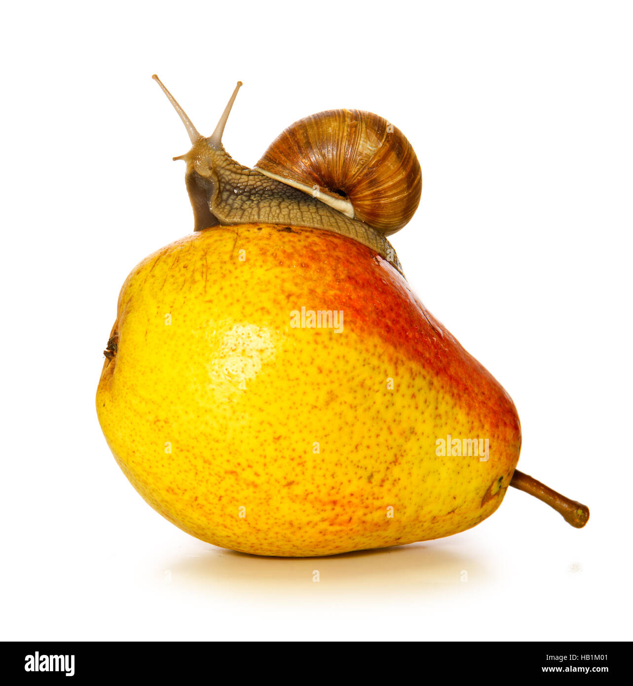 Garden snail on fresh pear isolated Stock Photo - Alamy