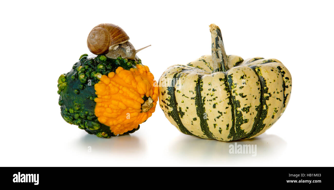 Garden snail on fresh pumpkin isolated Stock Photo - Alamy