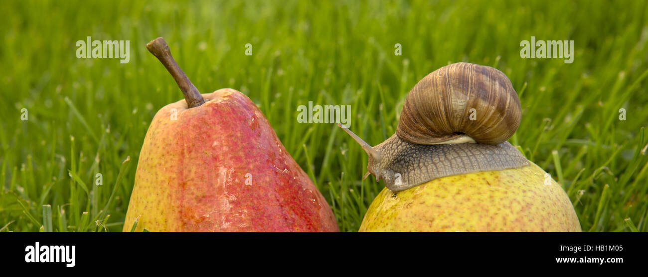 Snail in the summer garden on pear seated Stock Photo - Alamy
