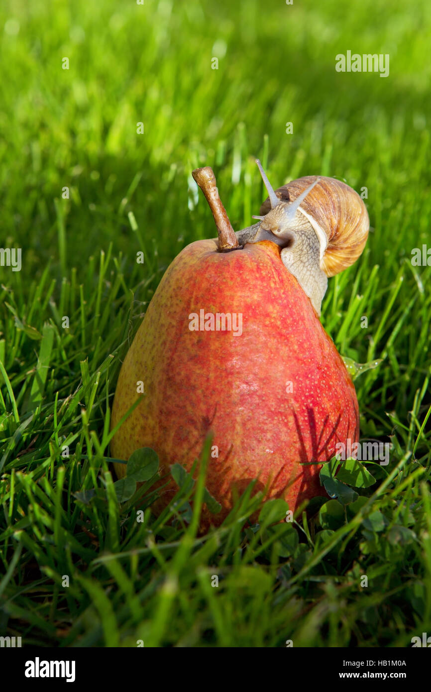 Snail in the summer garden on pear seated Stock Photo - Alamy