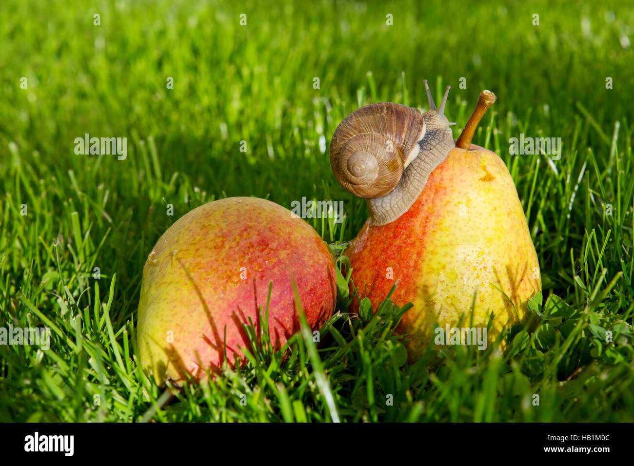Snail in the summer garden on pear seated Stock Photo - Alamy