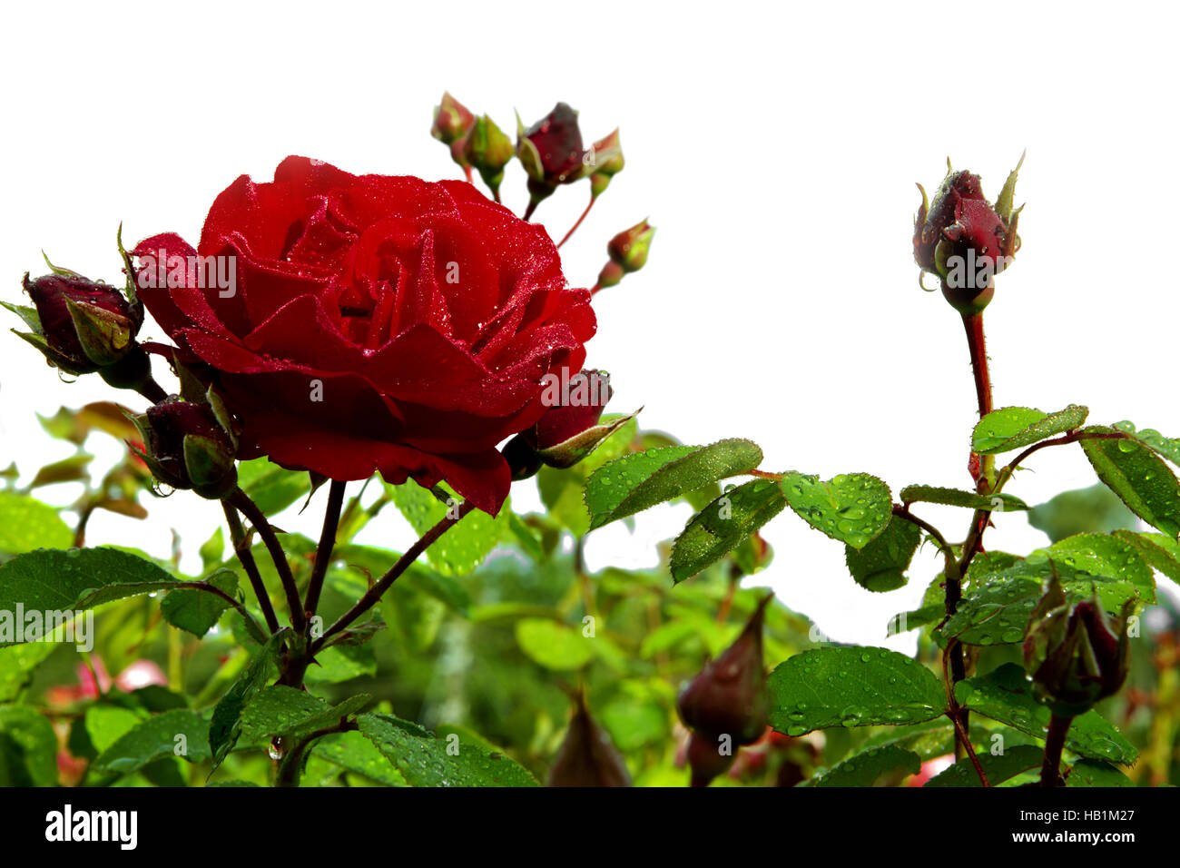 Red Rose Stock Photo - Alamy