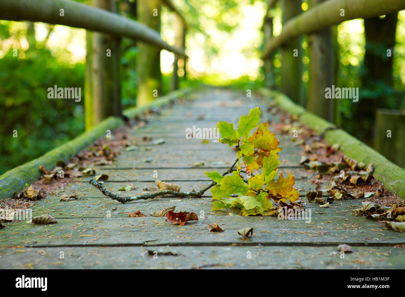 Beautiful bridge in the forest hi-res stock photography and images - Alamy