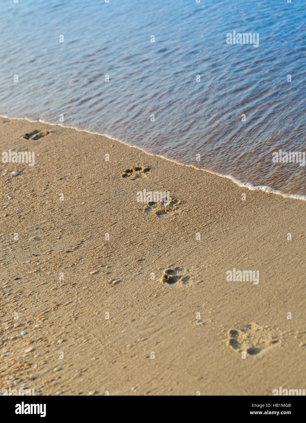Dog footprints on the beach sand Stock Photo - Alamy