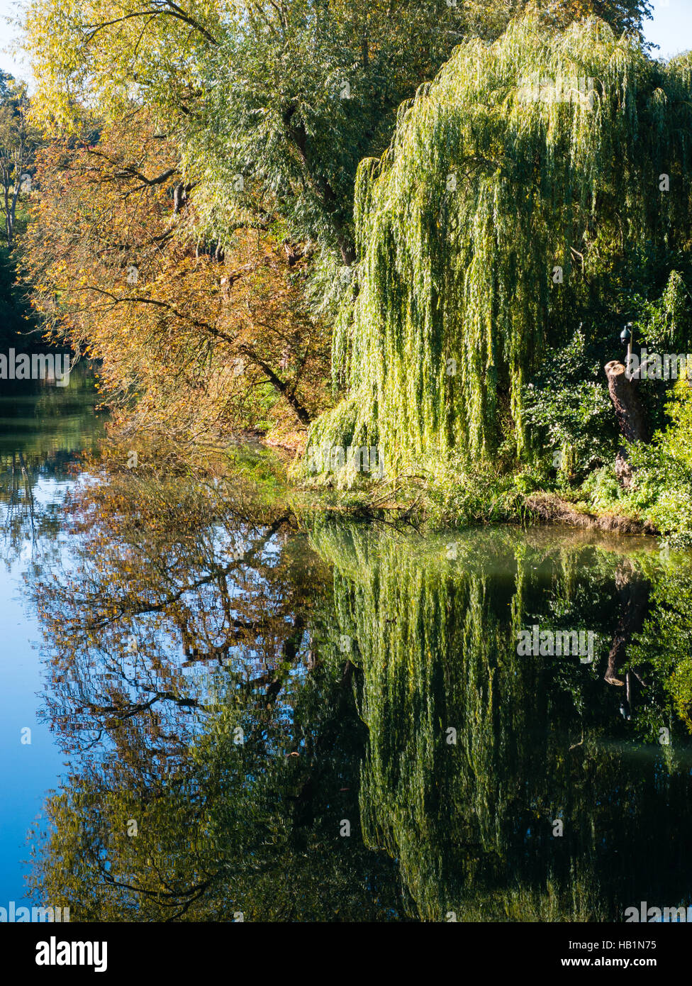 Trees in Autumn , River Thames, Sonning nr Reading, Berkshire, England ...