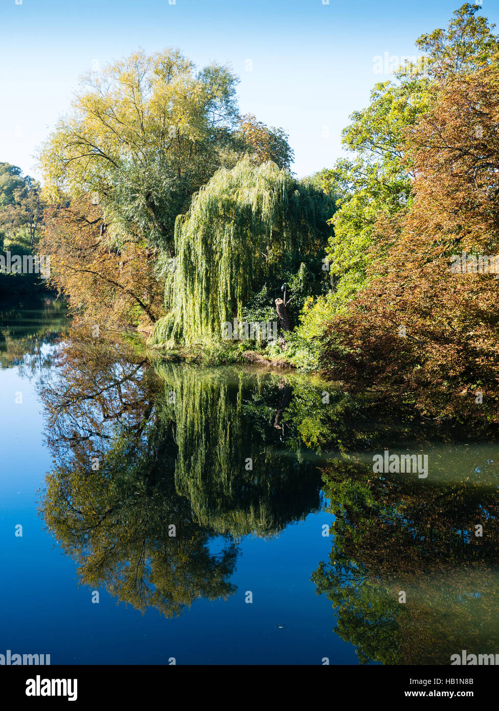 Trees in Autumn , River Thames, Sonning nr Reading, Berkshire, England ...
