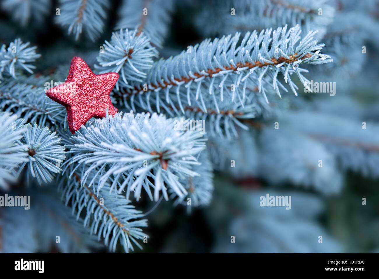 Star branches hi-res stock photography and images - Alamy