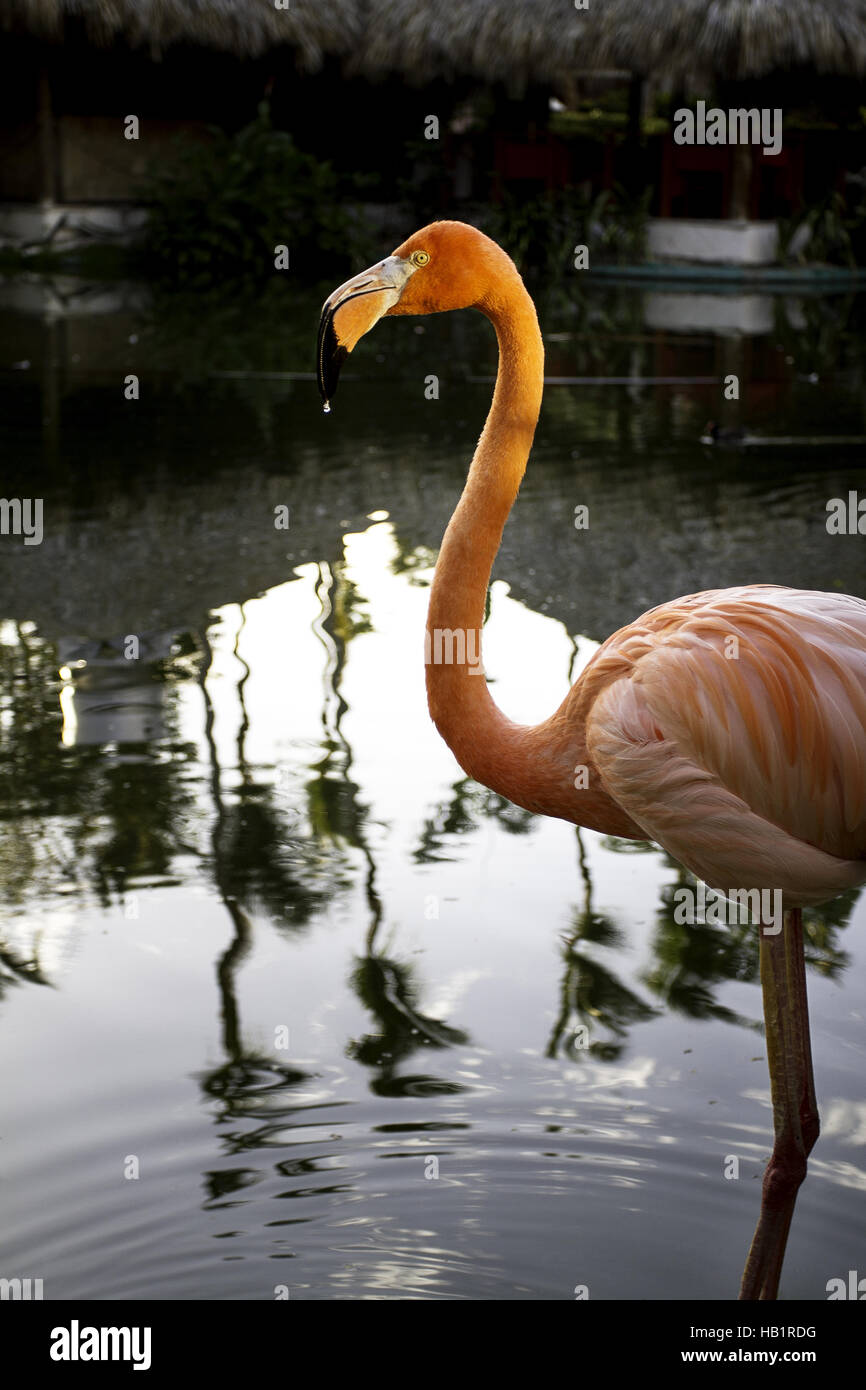Pink flamingo wings hi-res stock photography and images - Alamy