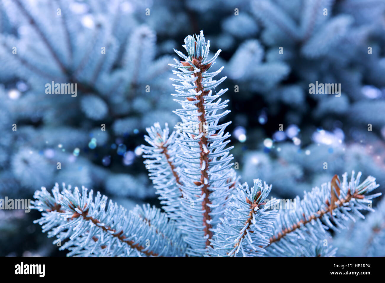 Blue white pine hi-res stock photography and images - Alamy