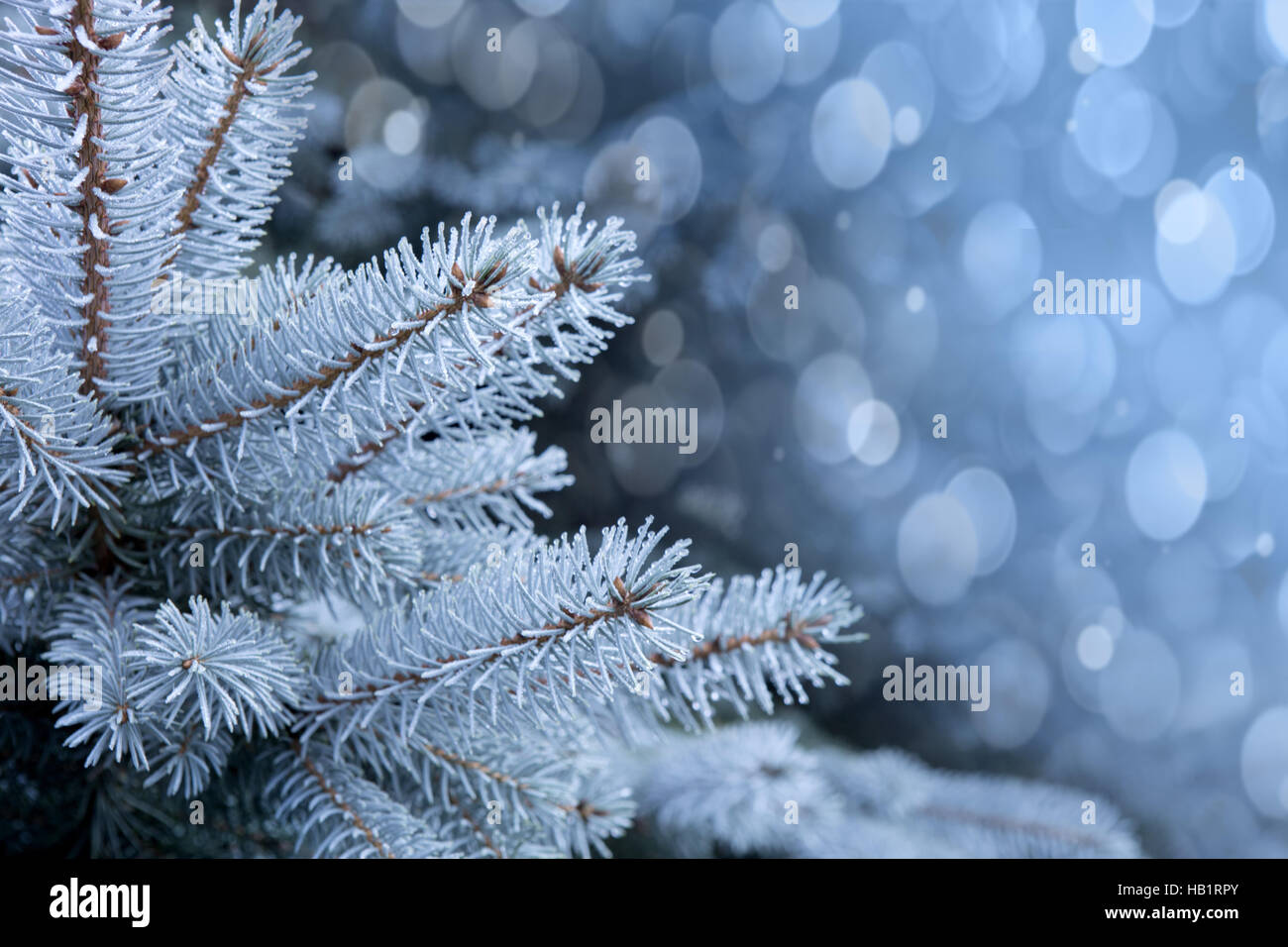 Blue white pine hi-res stock photography and images - Alamy